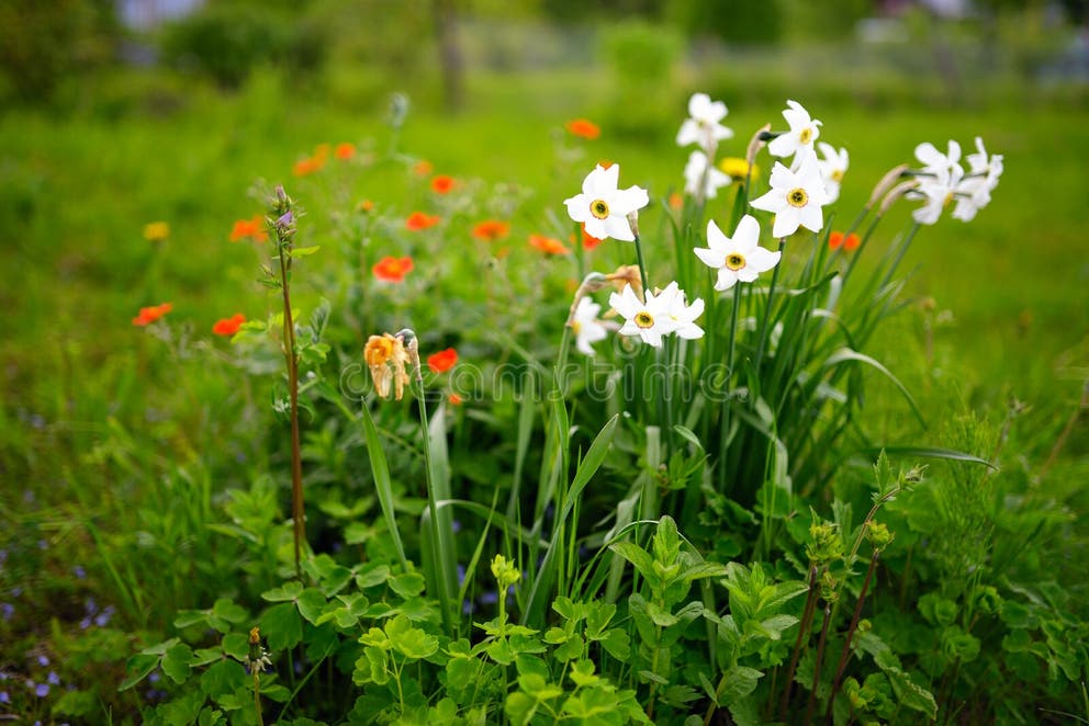 Sapless Flowers in the Garden Stock Photo - Image of field, blossom ...