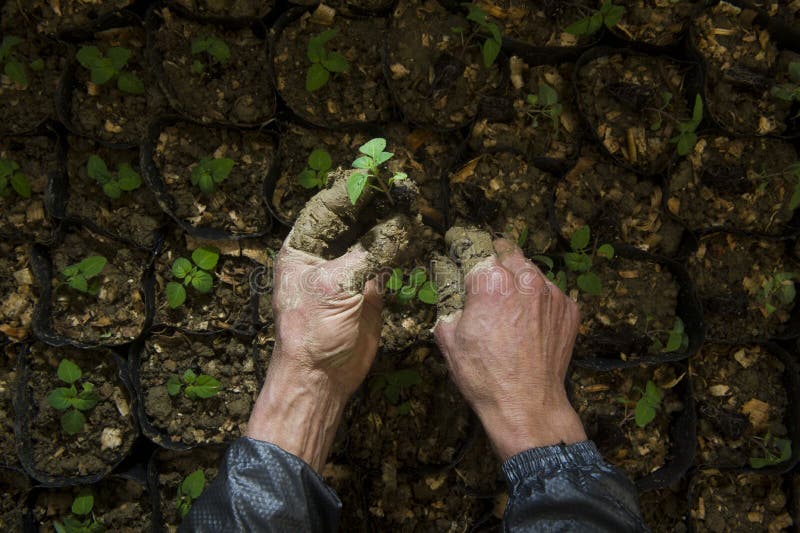 Sapling stock photo. Image of leaf, gardening, farming - 23445614