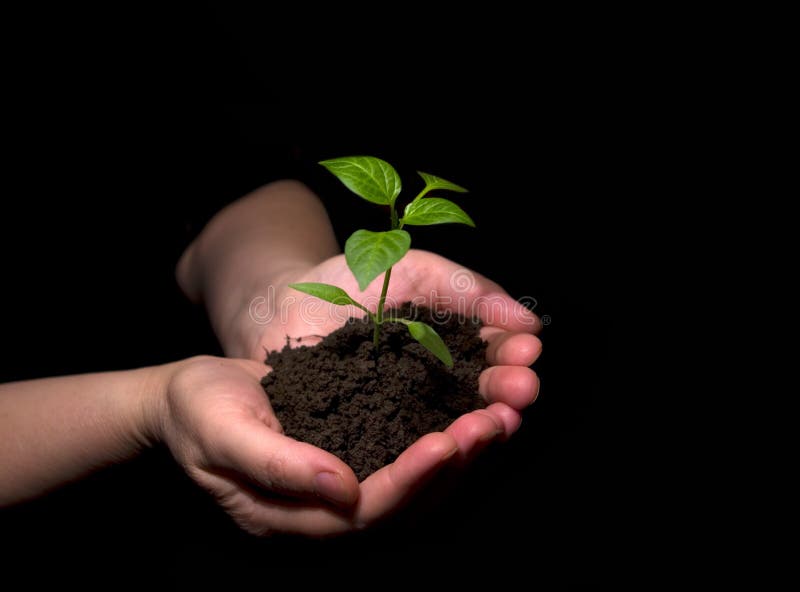 Sapling stock photo. Image of plant, hold, growth, forrestation - 4838598