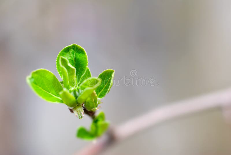 Sapling of a tree stock photo. Image of growing, fresh - 67151692