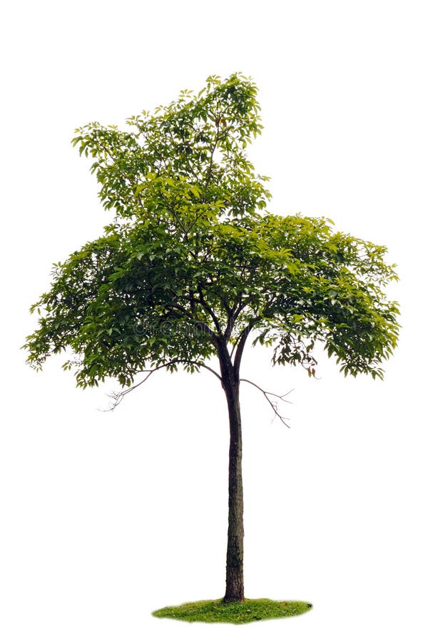 Sapling Acacia tree. stock image. Image of isolated, young - 16130253