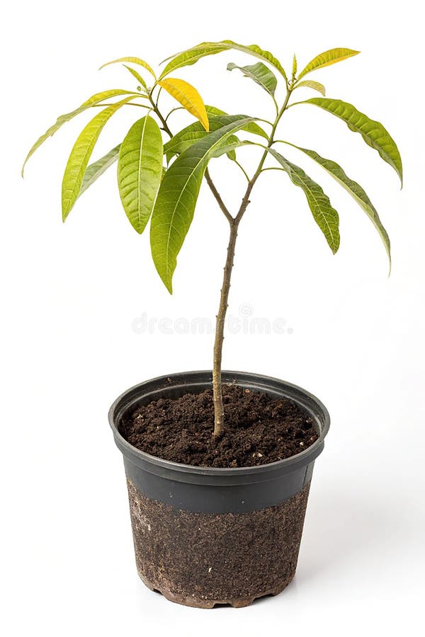 Mango Tree Sapling Alphonso Stock Illustration - Illustration of nature ...