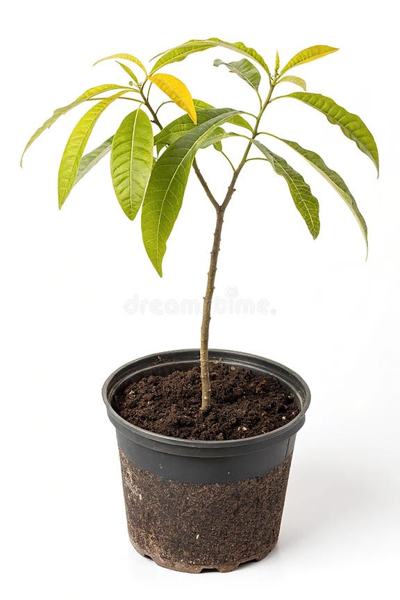 Mango Tree Sapling Alphonso Stock Illustration - Illustration of nature ...