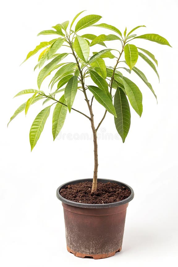 Mango Tree Sapling Alphonso Stock Illustration - Illustration of ...