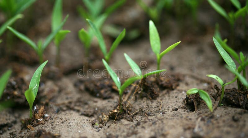 Sapling of a tree stock photo. Image of growing, fresh - 67151692