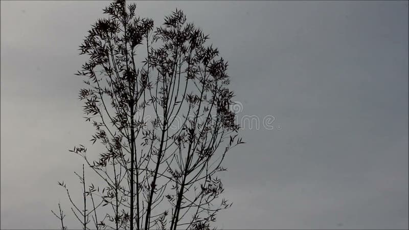 Sapling Blowing in the Wind Loop Animation. Animated Tree Swaying in ...