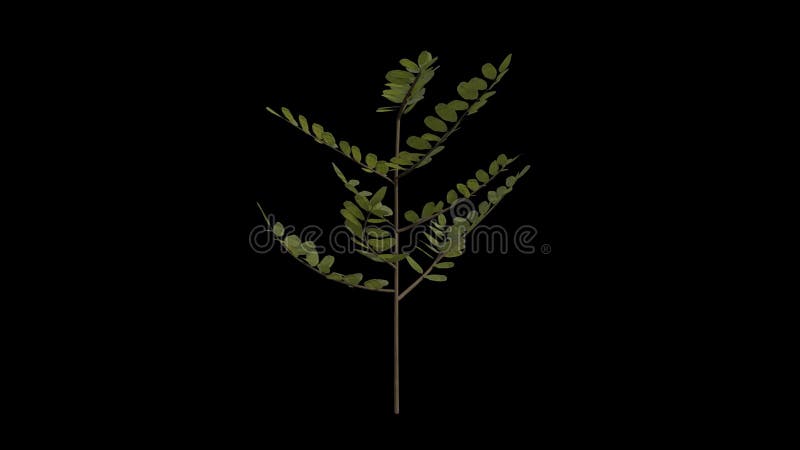 Sapling Blowing in the Wind Loop Animation. Animated Tree Swaying in ...