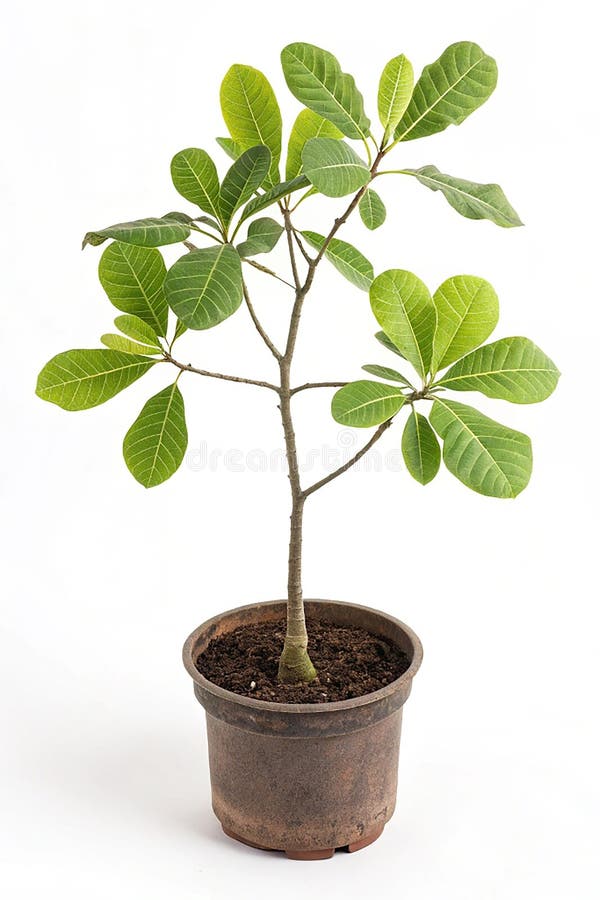 Cashew Tree Sapling stock illustration. Illustration of homegrown ...