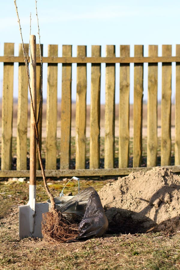 New Fruit Trees for the Garden Stock Image - Image of fruit, earth ...