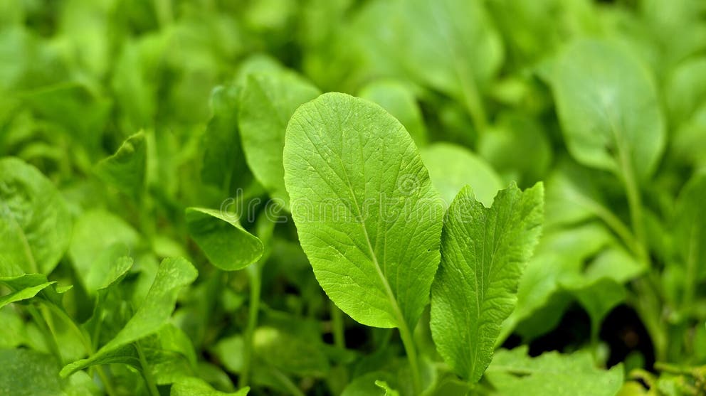 Sapling Chinese Cabbage, a Kind of Cabbage,also Called Endive Stock ...