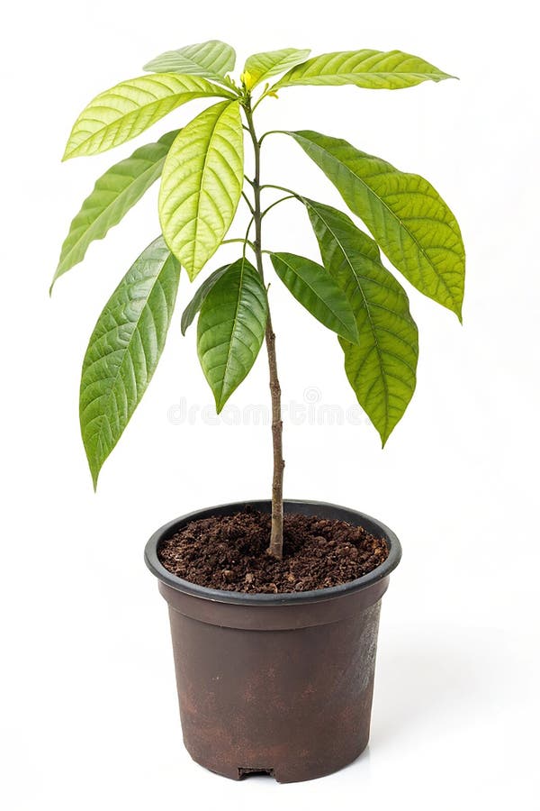 Cocoa Tree Sapling stock illustration. Illustration of nature - 374593724