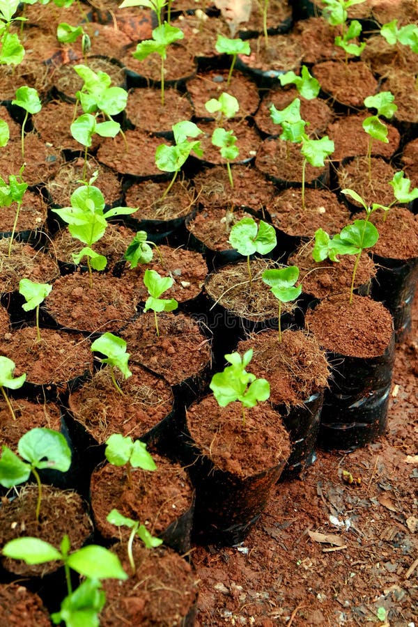 Coffee Sapling Or Seedling With Visible Root Against A White Background ...