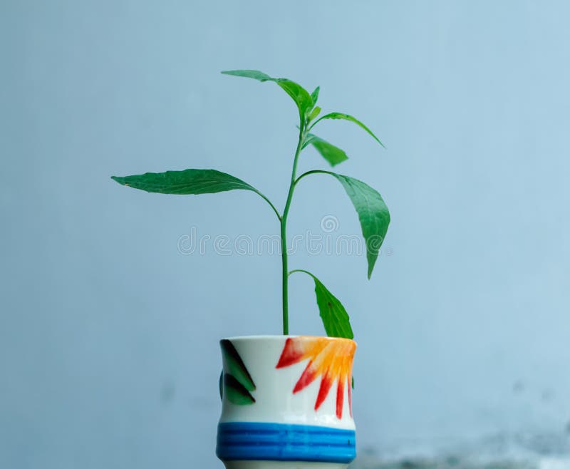 A sapling in a cup stock image. Image of nice, white - 106846955