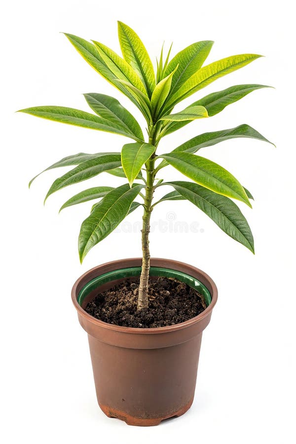 Dragon Fruit Tree Sapling stock illustration. Illustration of sapling ...