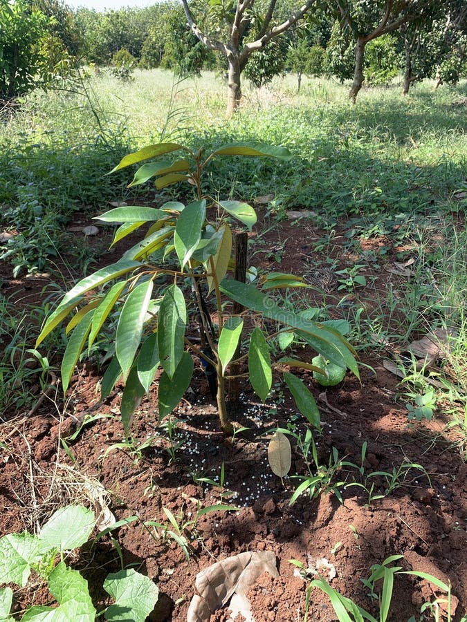 Durian tree sapling stock image. Image of durio, tree - 203060503