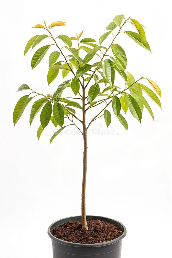 Durian Tree Sapling stock illustration. Illustration of homegrown ...