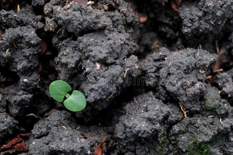 Sapling on earth stock photo. Image of ecology, fresh - 117450006