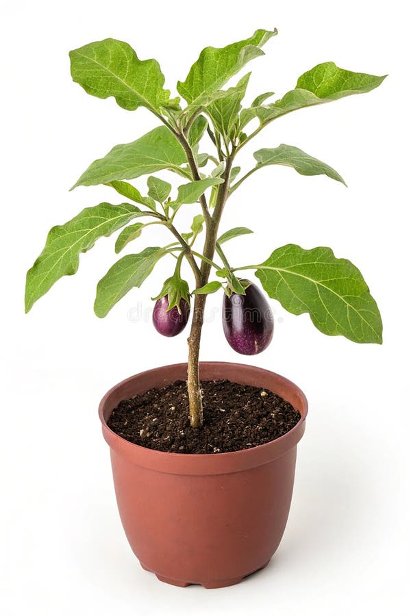 Eggplant Tree Sapling stock illustration. Illustration of agriculture ...