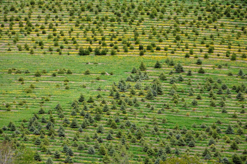 Sapling field stock image. Image of meadow, sapling, young - 9415813