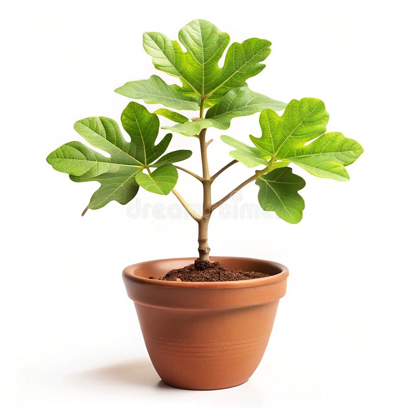 Figs Tree Sapling stock illustration. Illustration of greenery - 374593140