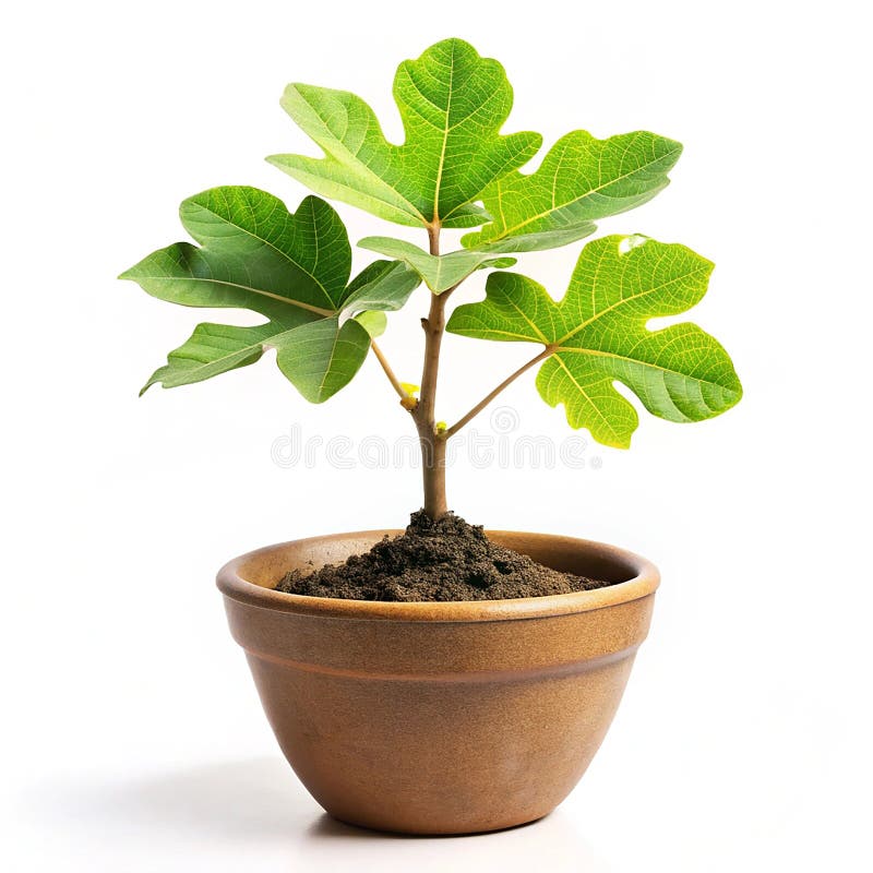 Figs Tree Sapling stock illustration. Illustration of nature - 374594782