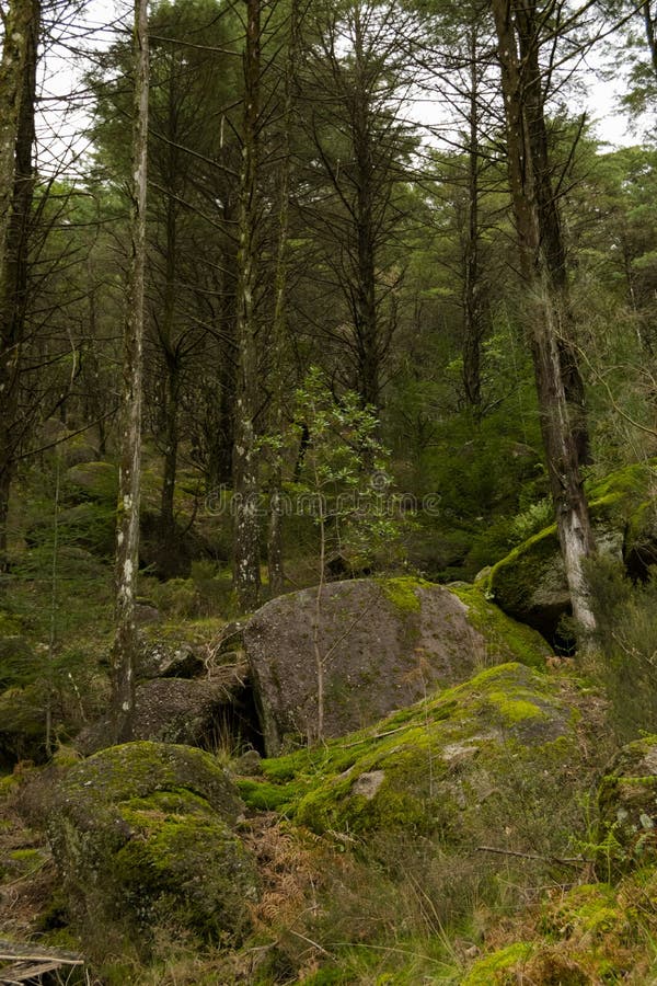 Sapling in forest stock photo. Image of forest, sapling - 85247138