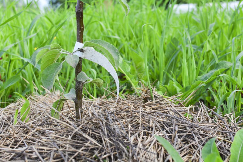 Sapling Fruit Tree Close-up. Young Fruit Tree with Paper Tag on the ...
