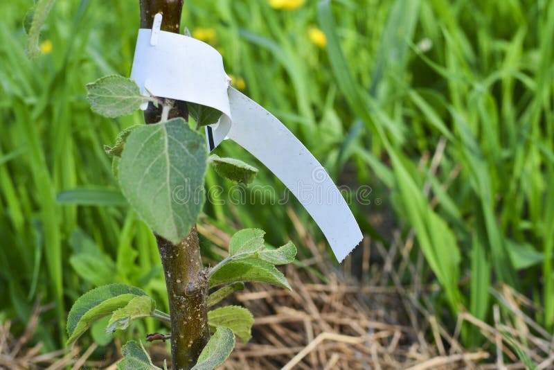 Sapling Fruit Tree Close-up. Young Fruit Tree with Paper Tag on the ...