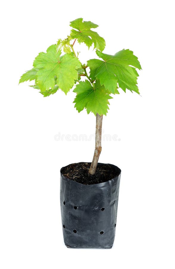 203 Sapling Grape Stock Photos - Free & Royalty-Free Stock Photos from ...