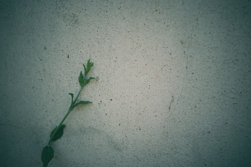 Sapling Line Drawing Stock Photos - Free & Royalty-Free Stock Photos ...