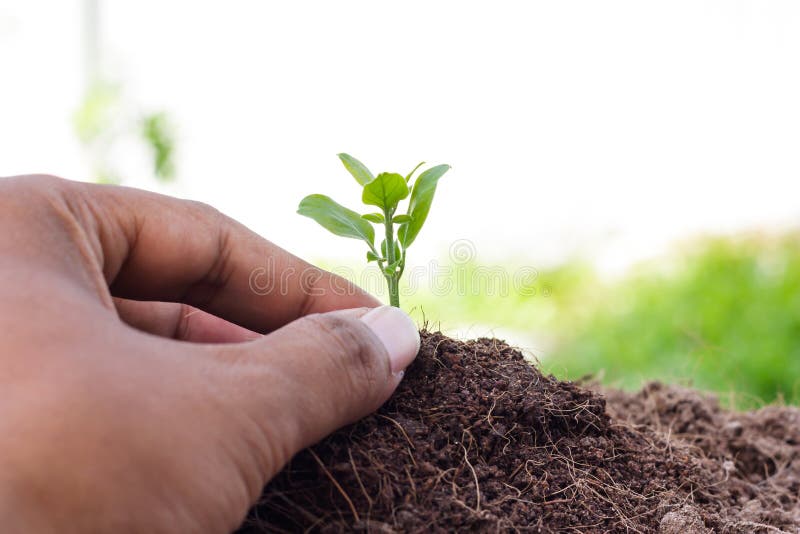 Sapling stock image. Image of garden, agriculture, leaf - 30935185