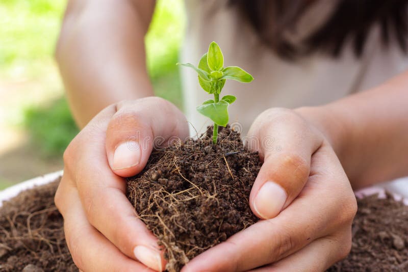 Sapling stock image. Image of beginnings, cultivated - 32693005