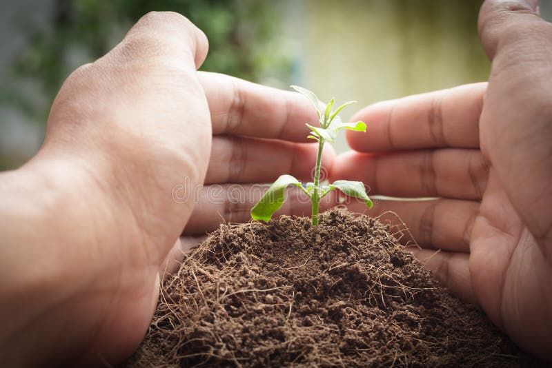 Sapling stock image. Image of garden, agriculture, leaf - 30935185