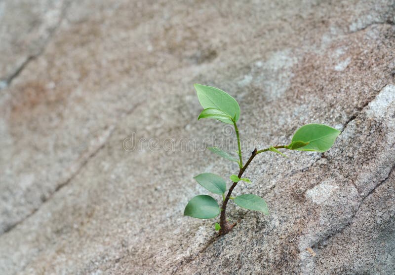 Sapling growing stock image. Image of crevice, natural - 11648541