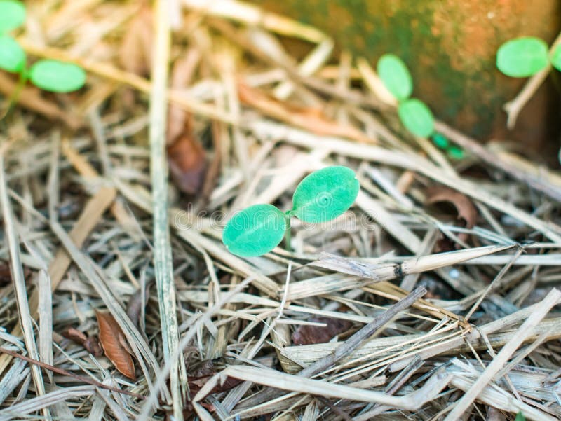 The Sapling is Growing on the Field in the Vegetable Garden in the ...