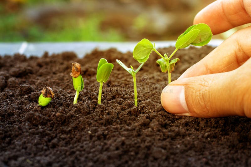 20,671 Sapling Growing Photos - Free & Royalty-Free Stock Photos from ...