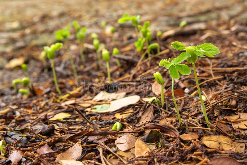 .Sapling Growing from the Ground Stock Image - Image of gardening, baby ...