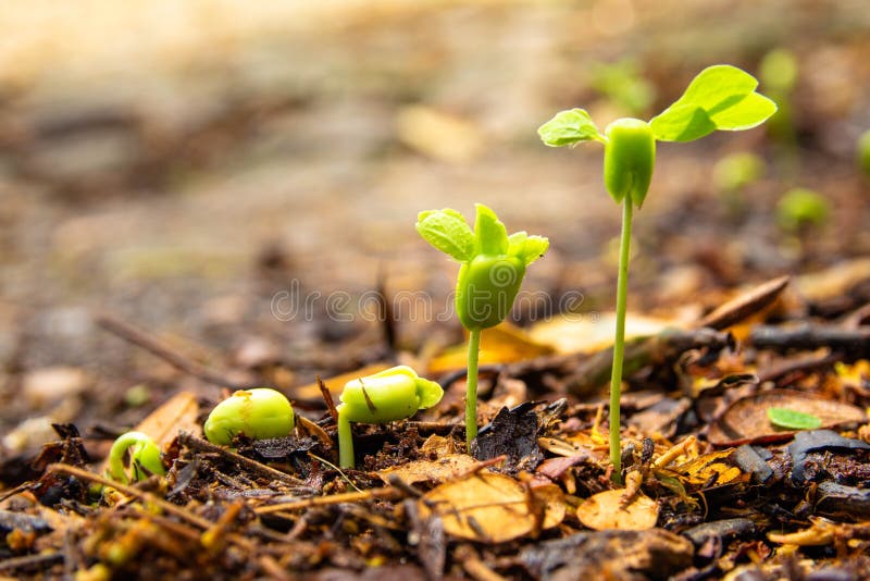 Sapling growing from stock photo. Image of life, concept - 184697102