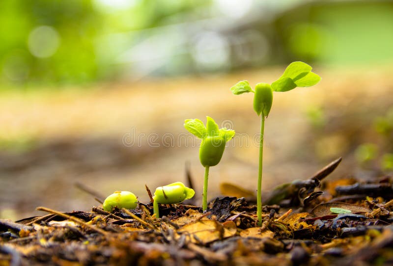 Sapling growing from stock image. Image of plant, nature - 184697111