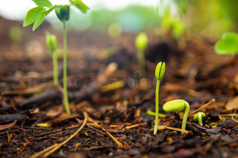 Sapling growing from stock image. Image of concept, plantation - 184697113