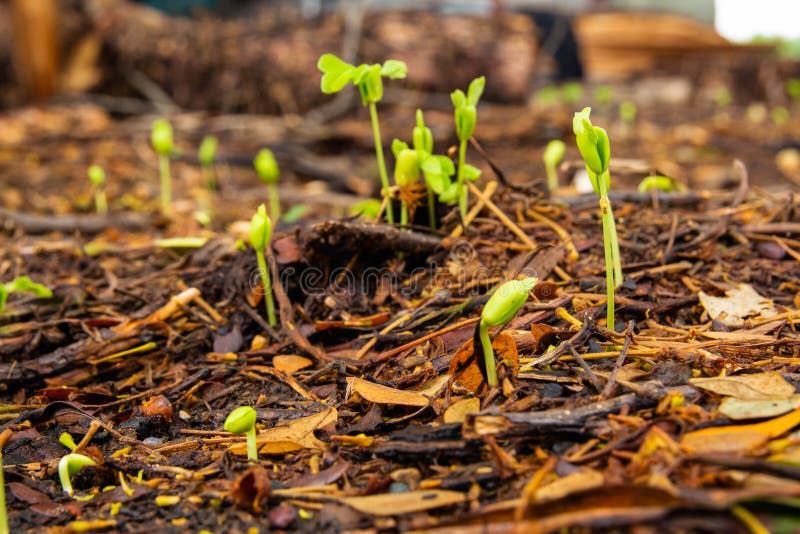 Sapling growing from stock image. Image of fertile, sapling - 184697117