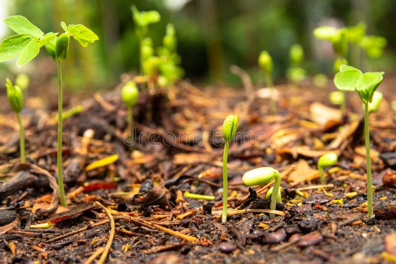 Sapling growing from stock image. Image of nature, germination - 184697123