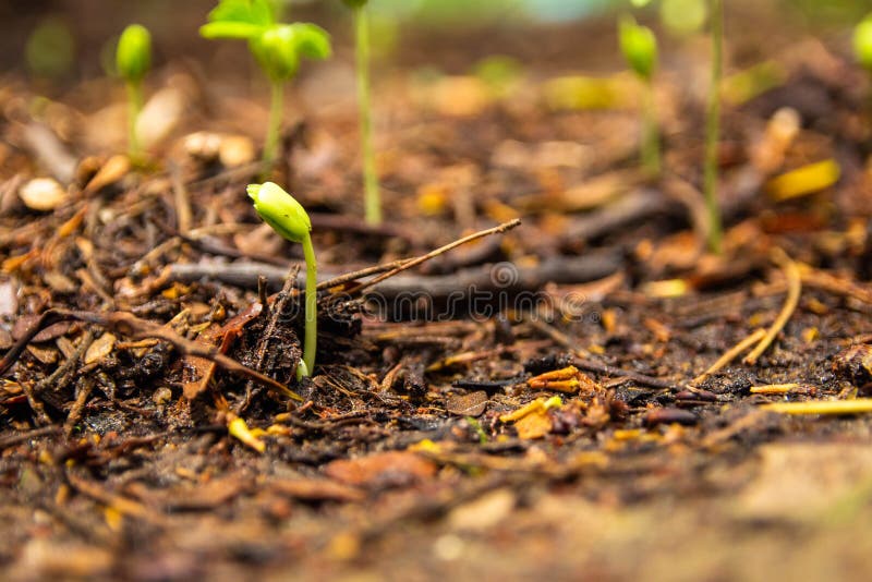 .Sapling growing stock photo. Image of fertile, plantation - 139357742