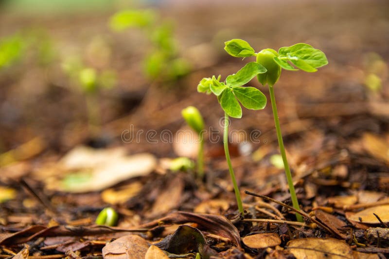 Sapling growing from stock image. Image of plant, green - 184697139