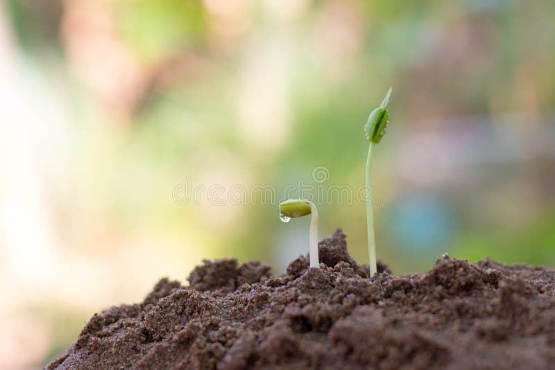 Sapling Growing from the Ground Stock Photo - Image of background ...