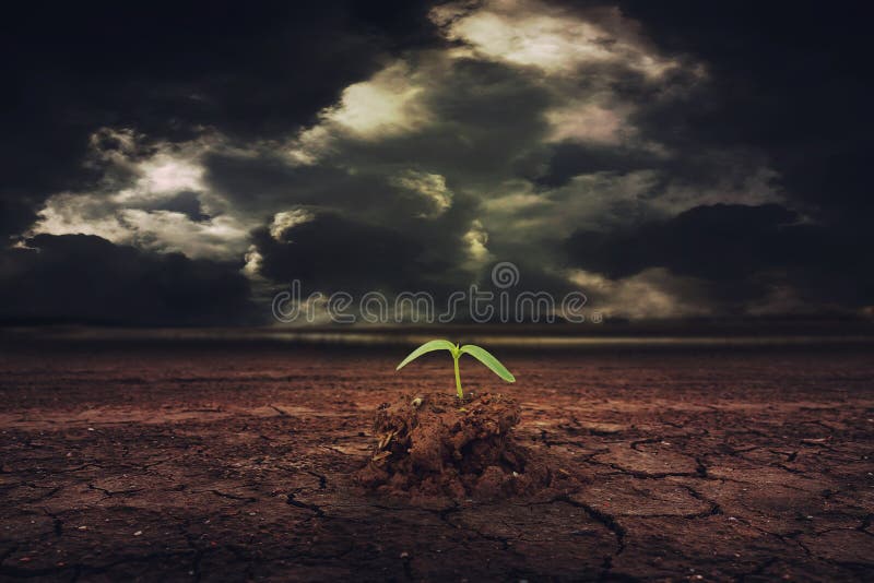 1,356 Dry Sapling Stock Photos - Free & Royalty-Free Stock Photos from ...