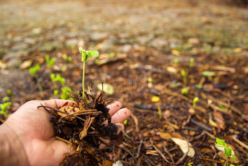 Sapling growing from stock photo. Image of environmental - 184697128