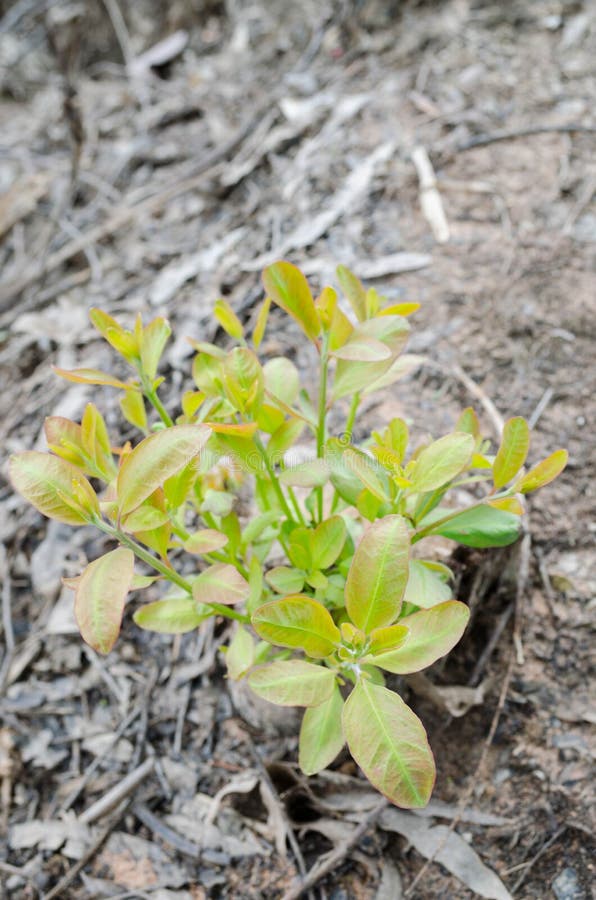 Sapling growing from soil stock photo. Image of enviroment - 34220682