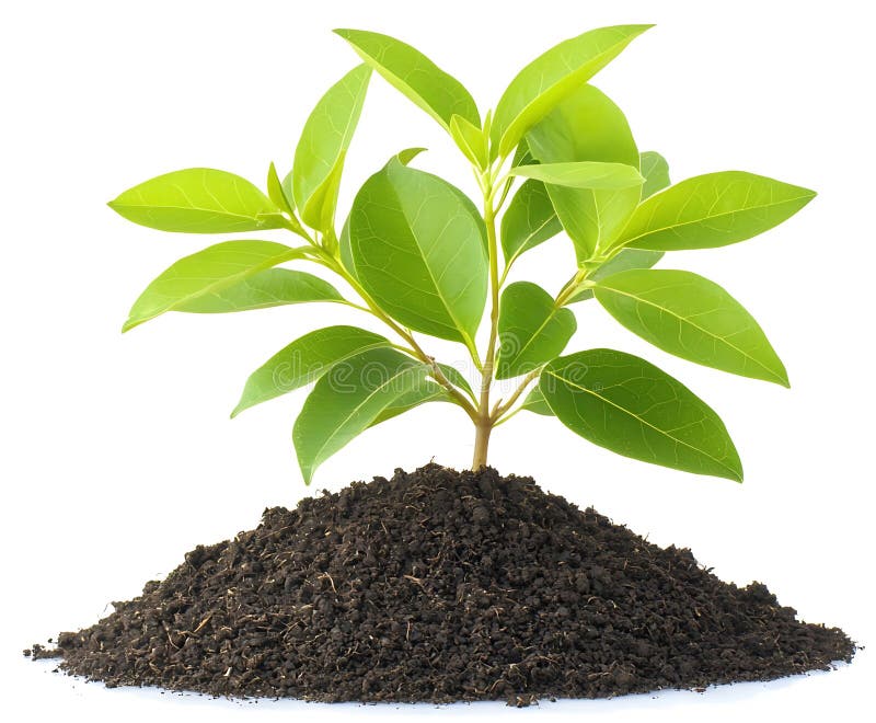 Sapling Growing from Soil, Representing New Life and Growth Stock Image ...