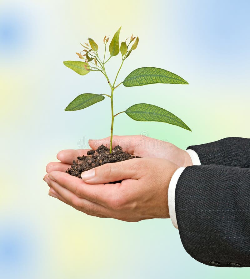 Sapling growing from soil stock photo. Image of planting - 242340800